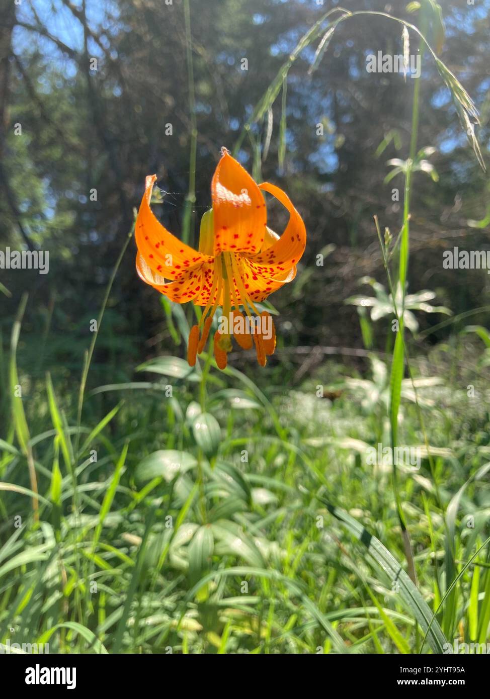 Columbia lily (Lilium columbianum Stock Photo - Alamy