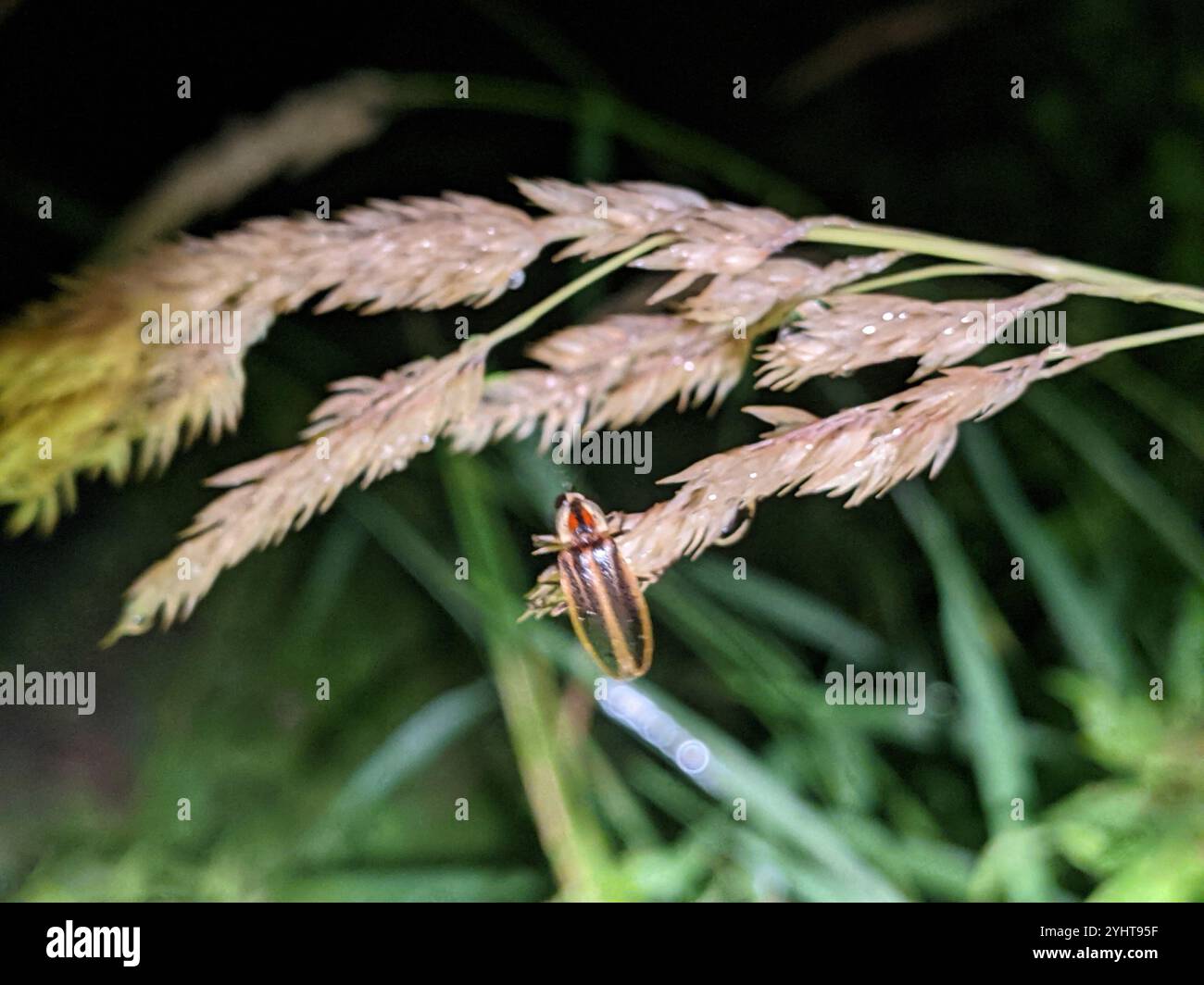 Photuris hi-res stock photography and images - Alamy