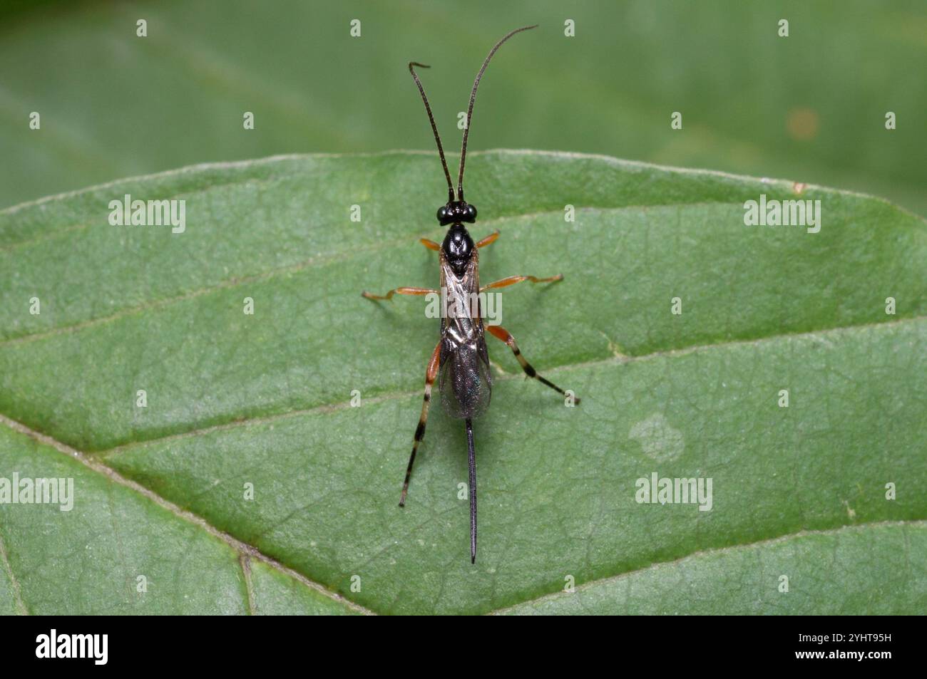Ichneumonid and Braconid Wasps (Ichneumonoidea Stock Photo - Alamy