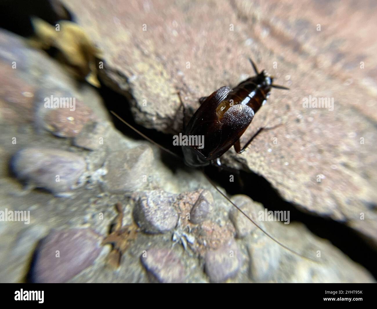 Oriental Cockroach (Blatta orientalis Stock Photo - Alamy
