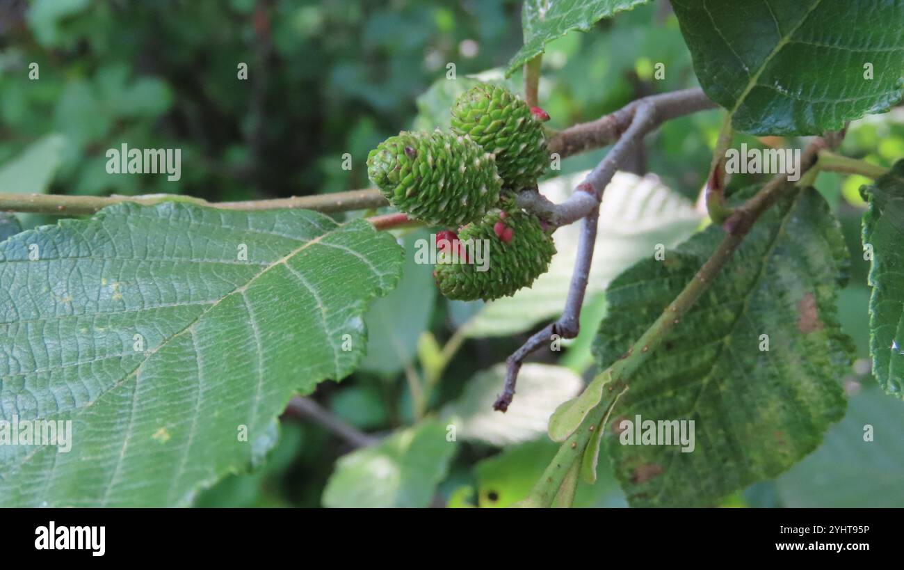 grey alder (Alnus incana Stock Photo - Alamy