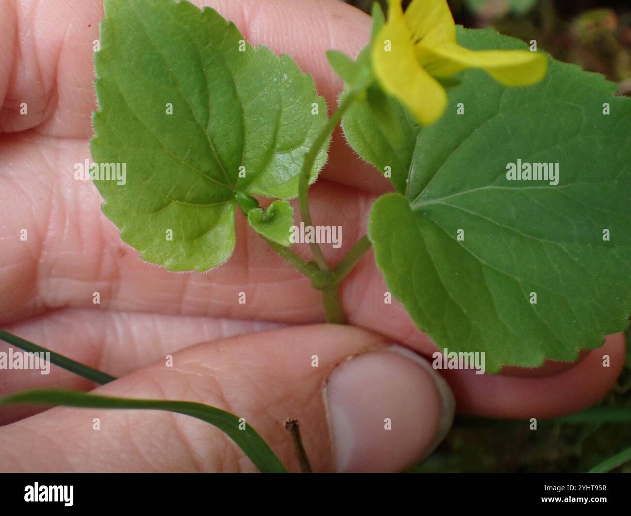 stream violet (Viola glabella Stock Photo - Alamy