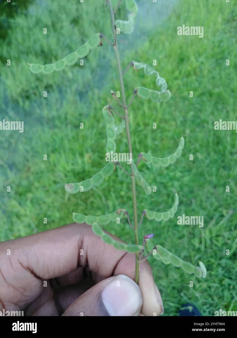 creeping beggarweed (Desmodium incanum Stock Photo - Alamy