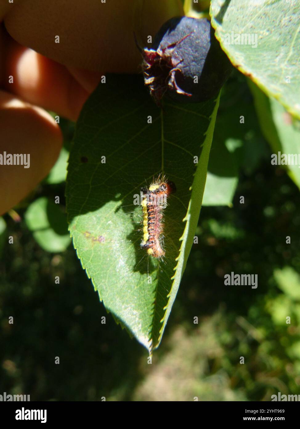 Grey Dagger (Acronicta psi Stock Photo - Alamy