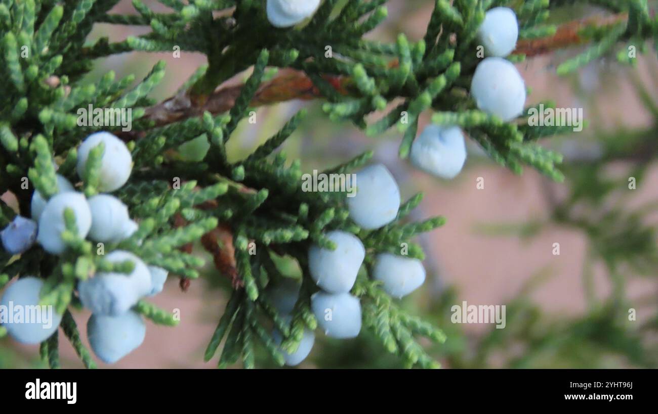 eastern redcedar (Juniperus virginiana Stock Photo - Alamy
