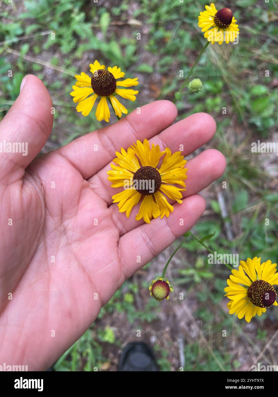 Southern Sneezeweed (Helenium flexuosum Stock Photo - Alamy