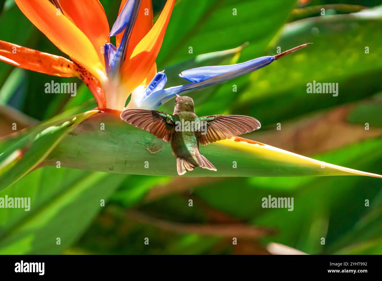 Emerald hummingbird taking on nectar from a bird of paradise plant ...
