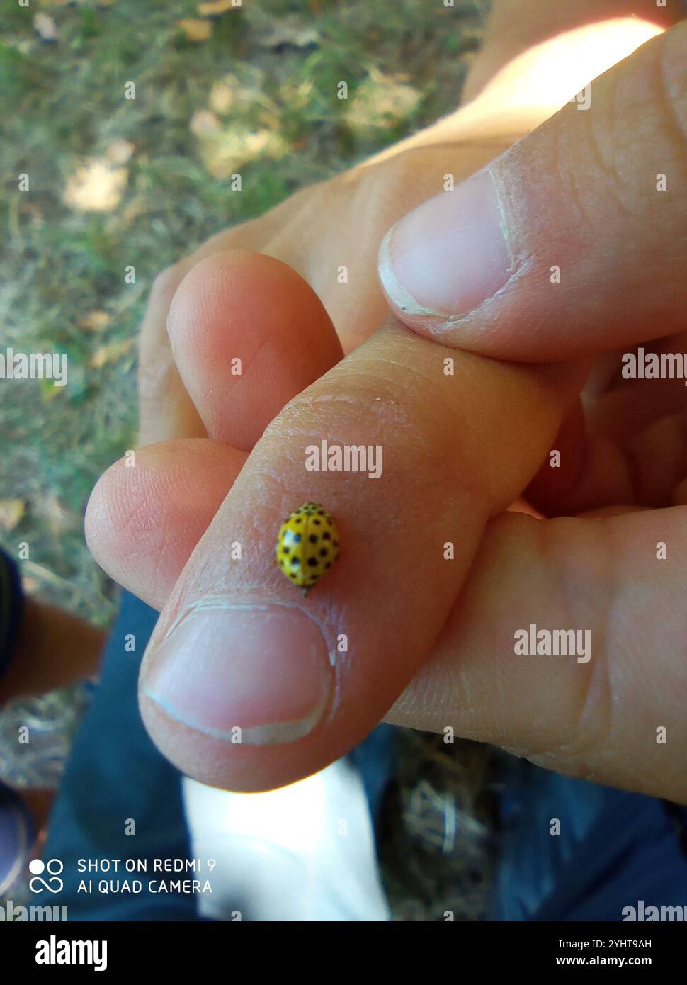 22-spot Ladybird (Psyllobora vigintiduopunctata Stock Photo - Alamy