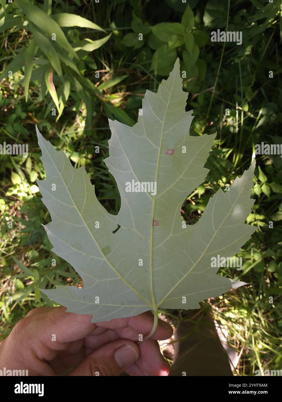 silver maple (Acer saccharinum Stock Photo - Alamy