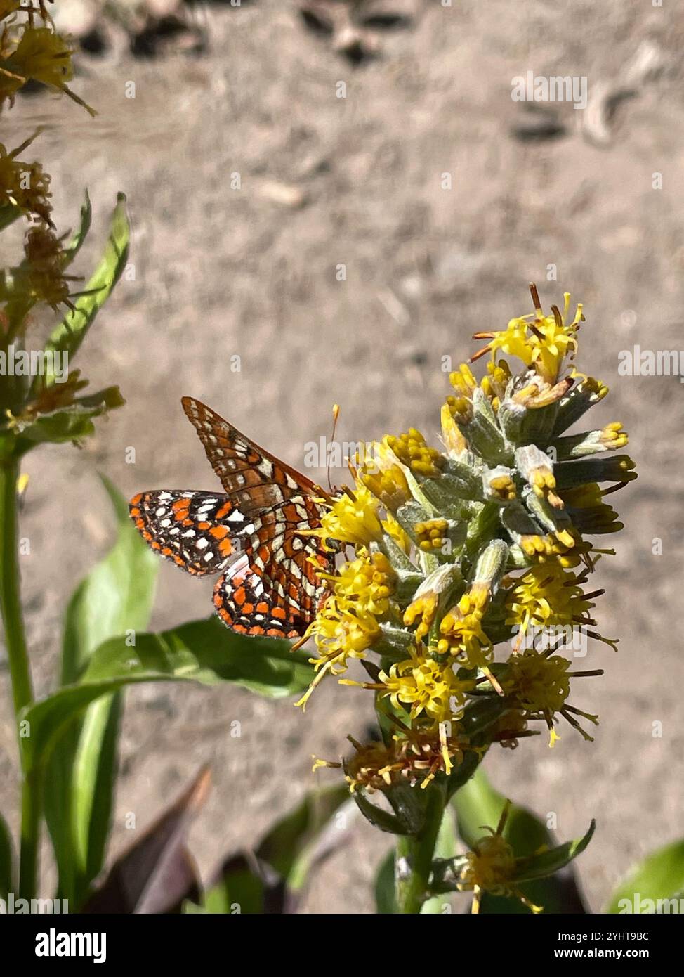 Euphydryas editha hi-res stock photography and images - Alamy