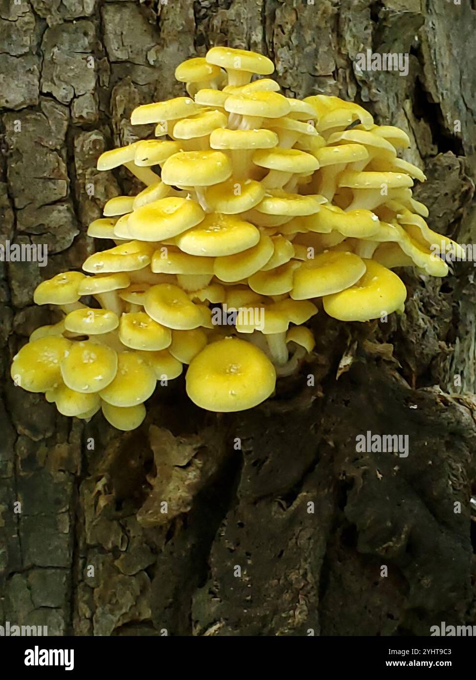 Golden Oyster Mushroom (Pleurotus citrinopileatus Stock Photo - Alamy