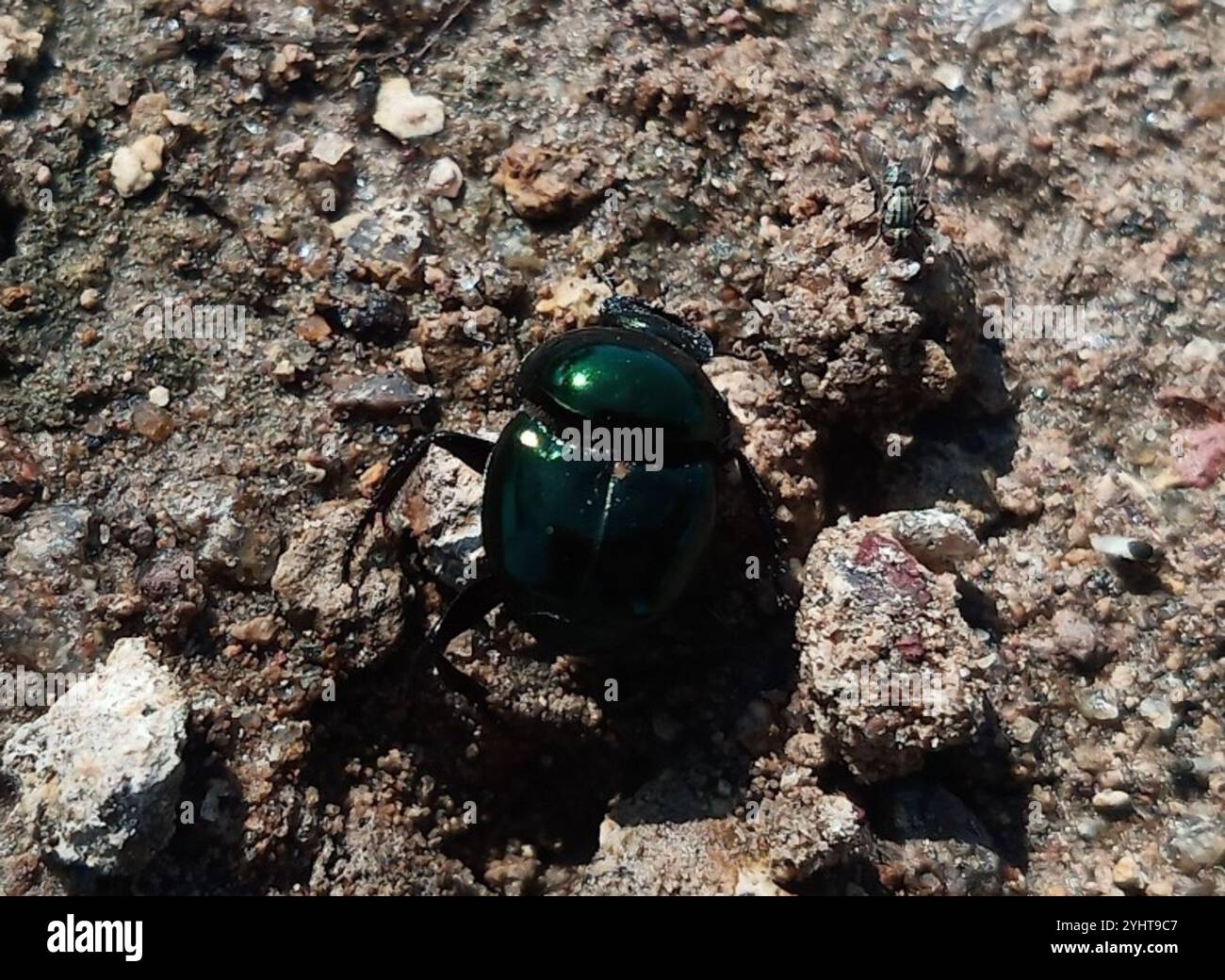 Dung Rollers (Canthon Stock Photo - Alamy