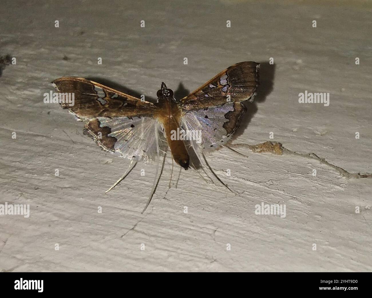 Mung moth hi-res stock photography and images - Alamy