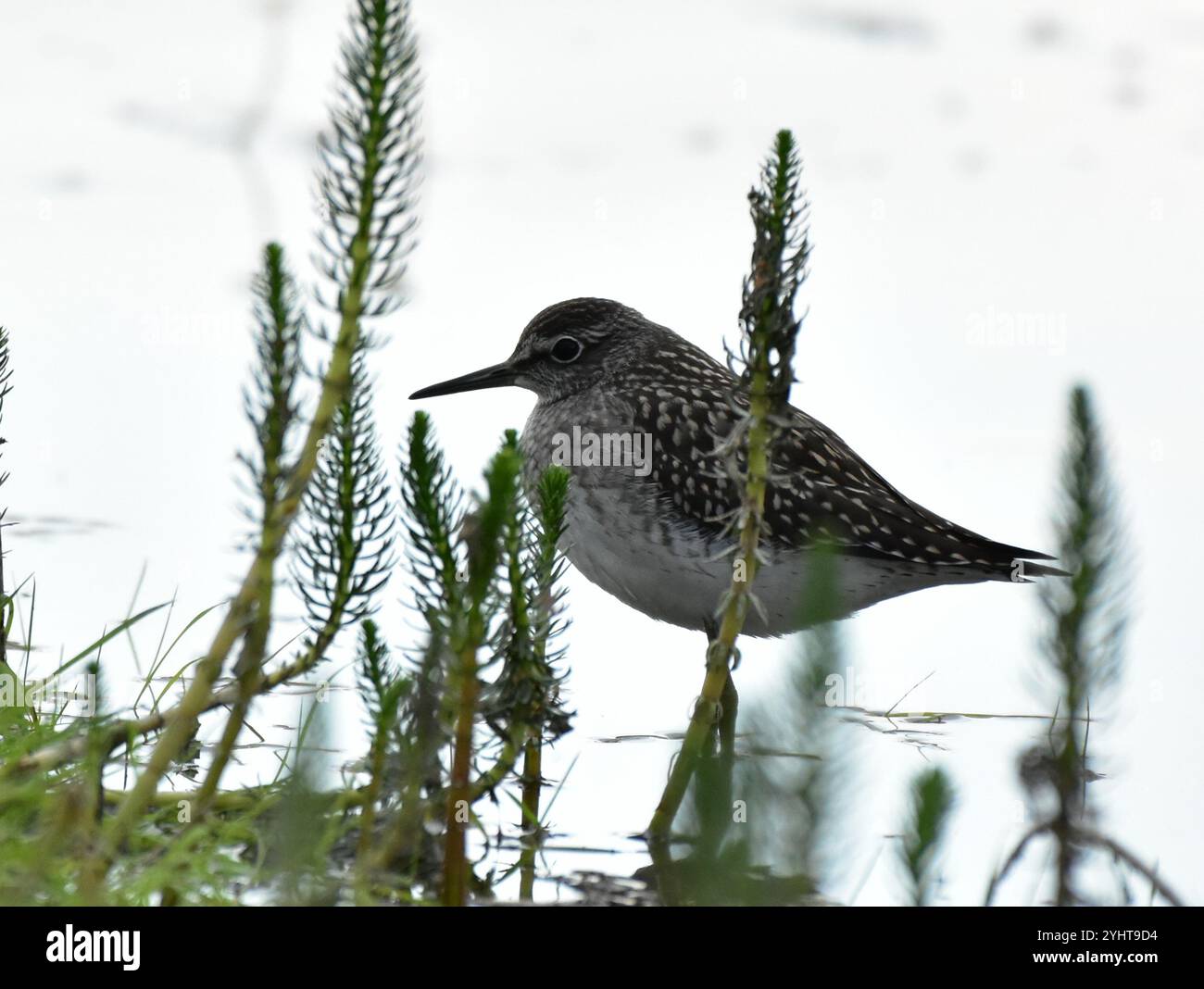 Wood Sandpiper (Tringa glareola Stock Photo - Alamy