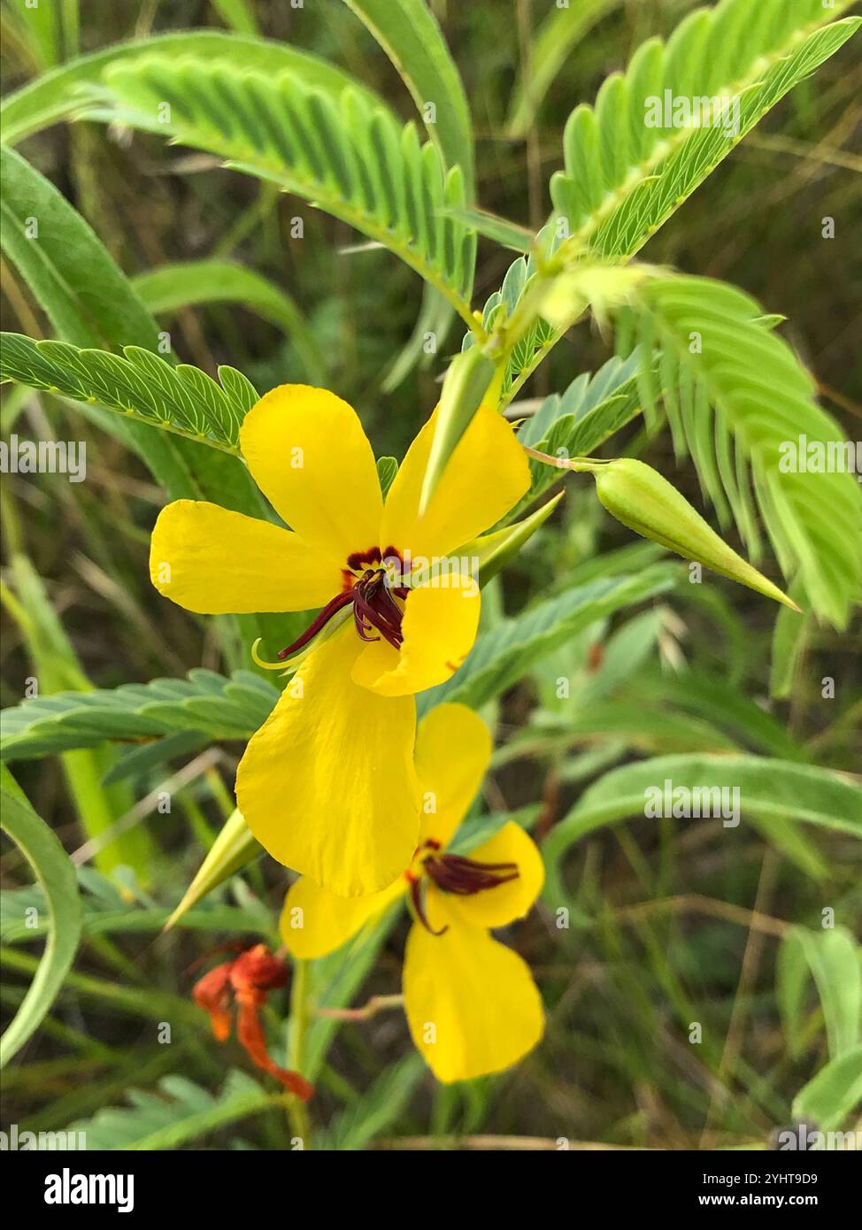 partridge pea (Chamaecrista fasciculata Stock Photo - Alamy