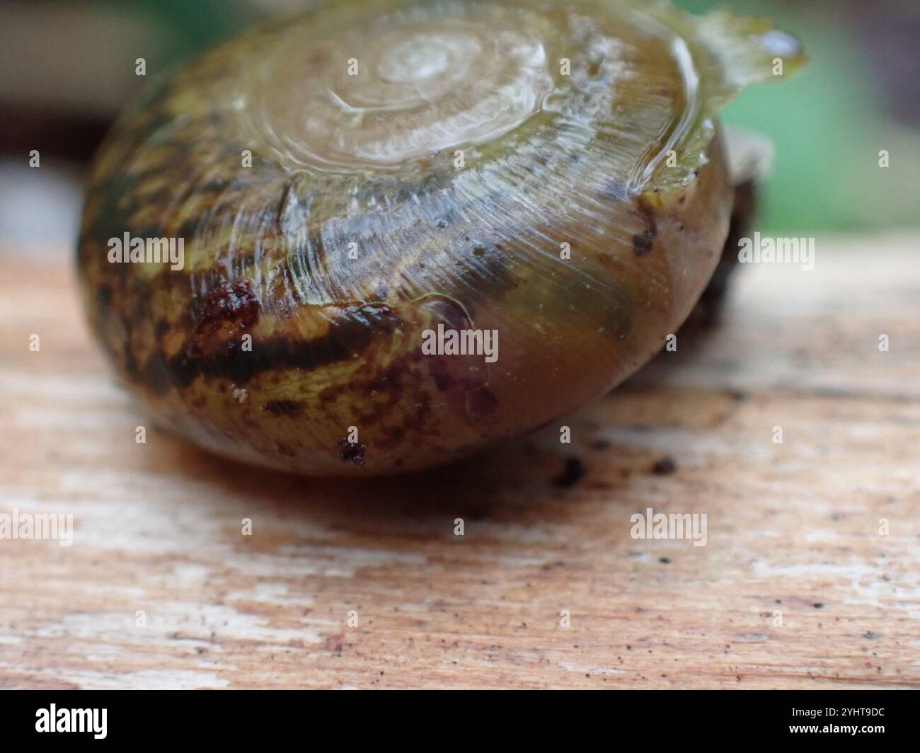 Common Land Snails and Slugs (Stylommatophora Stock Photo - Alamy