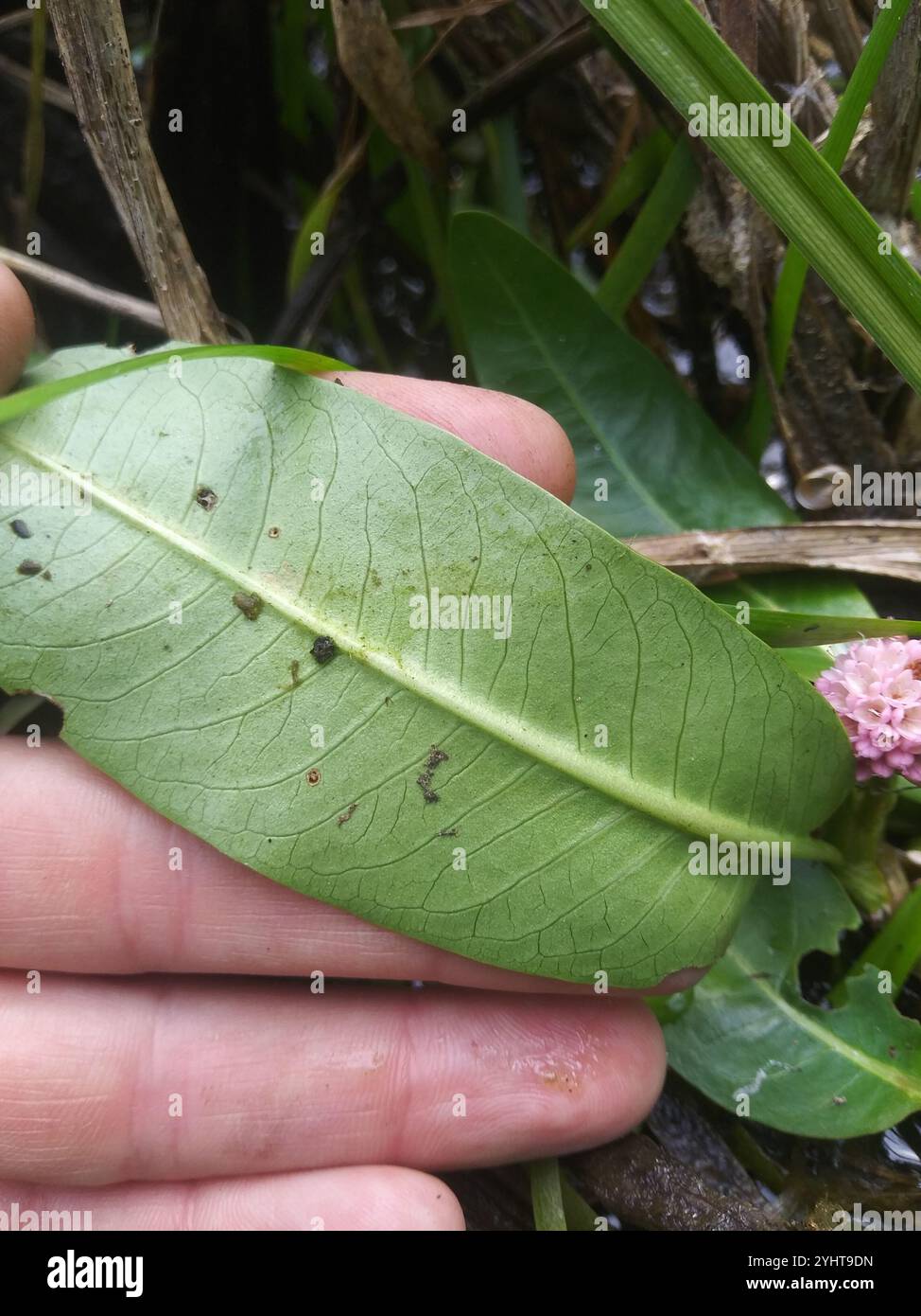 water smartweed (Persicaria amphibia Stock Photo - Alamy