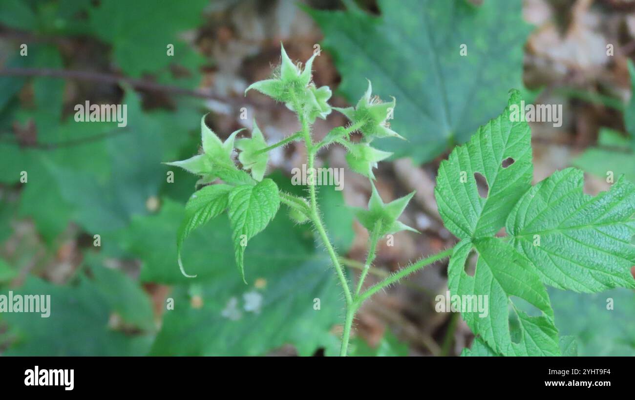 red raspberry (Rubus idaeus Stock Photo - Alamy