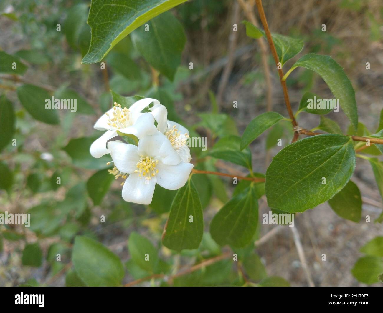 Lewis' mock orange (Philadelphus lewisii Stock Photo - Alamy
