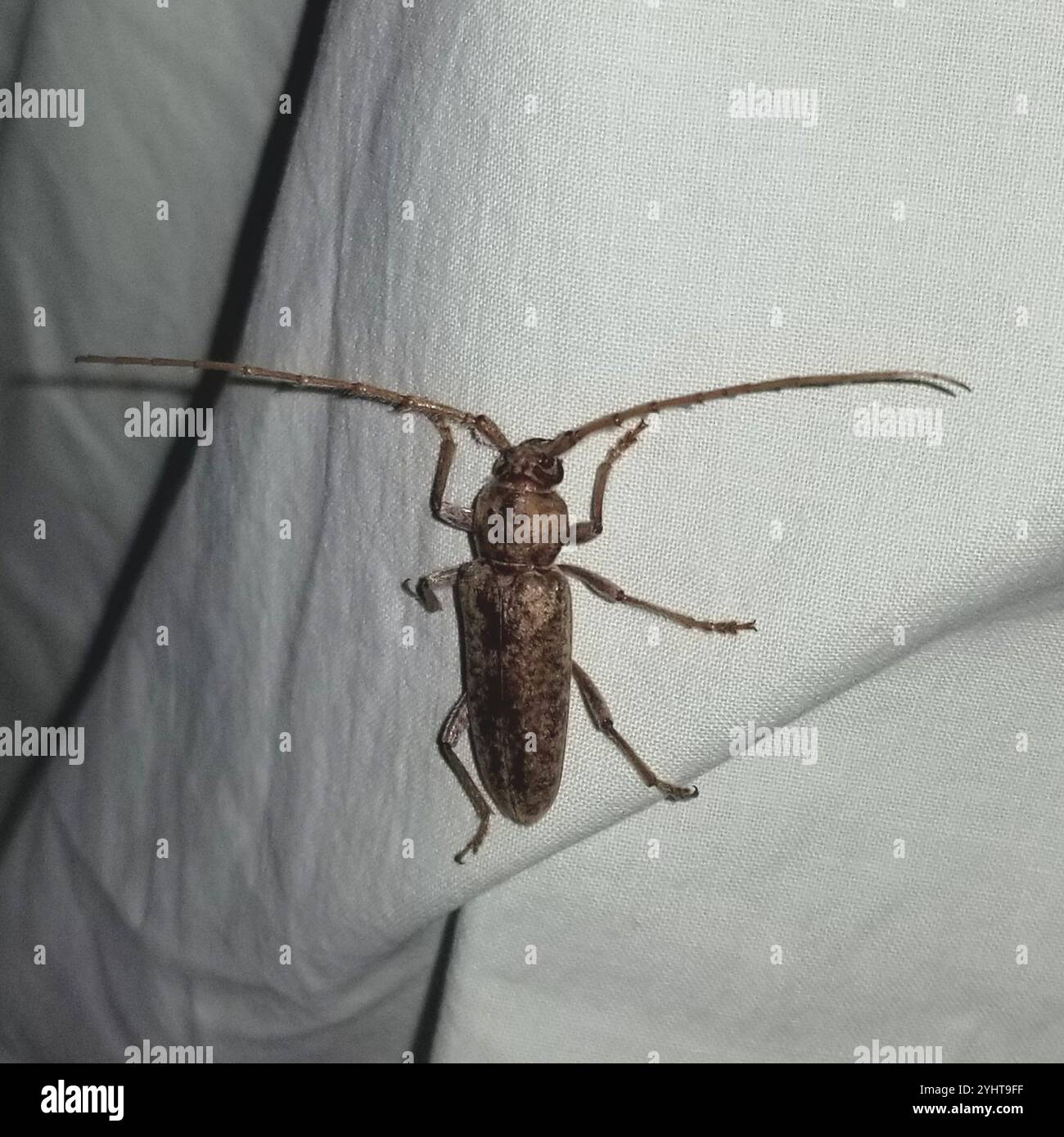 Red oak borer hi-res stock photography and images - Alamy