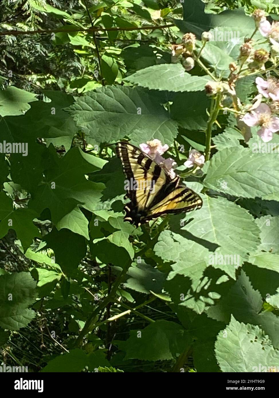 Western Tiger Swallowtail (Papilio rutulus Stock Photo - Alamy