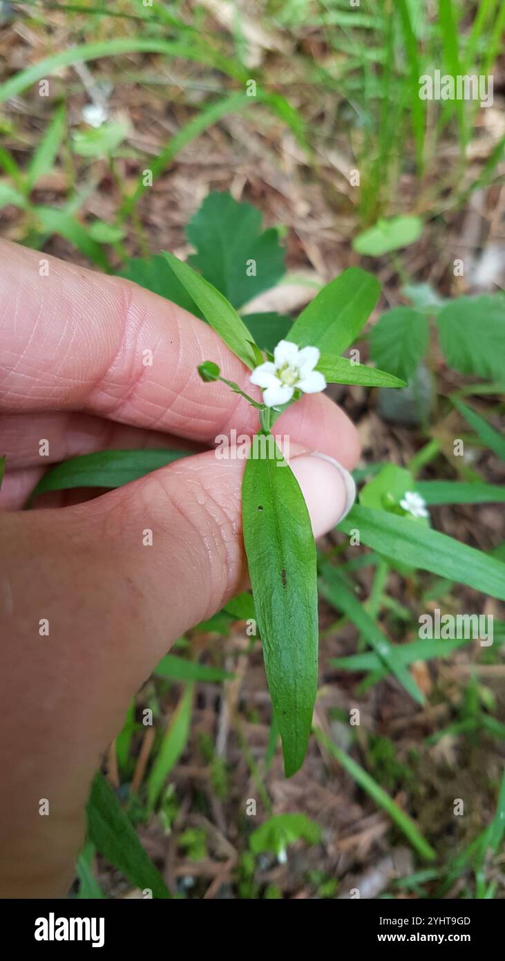 Largeleaf Sandwort (Moehringia macrophylla Stock Photo - Alamy