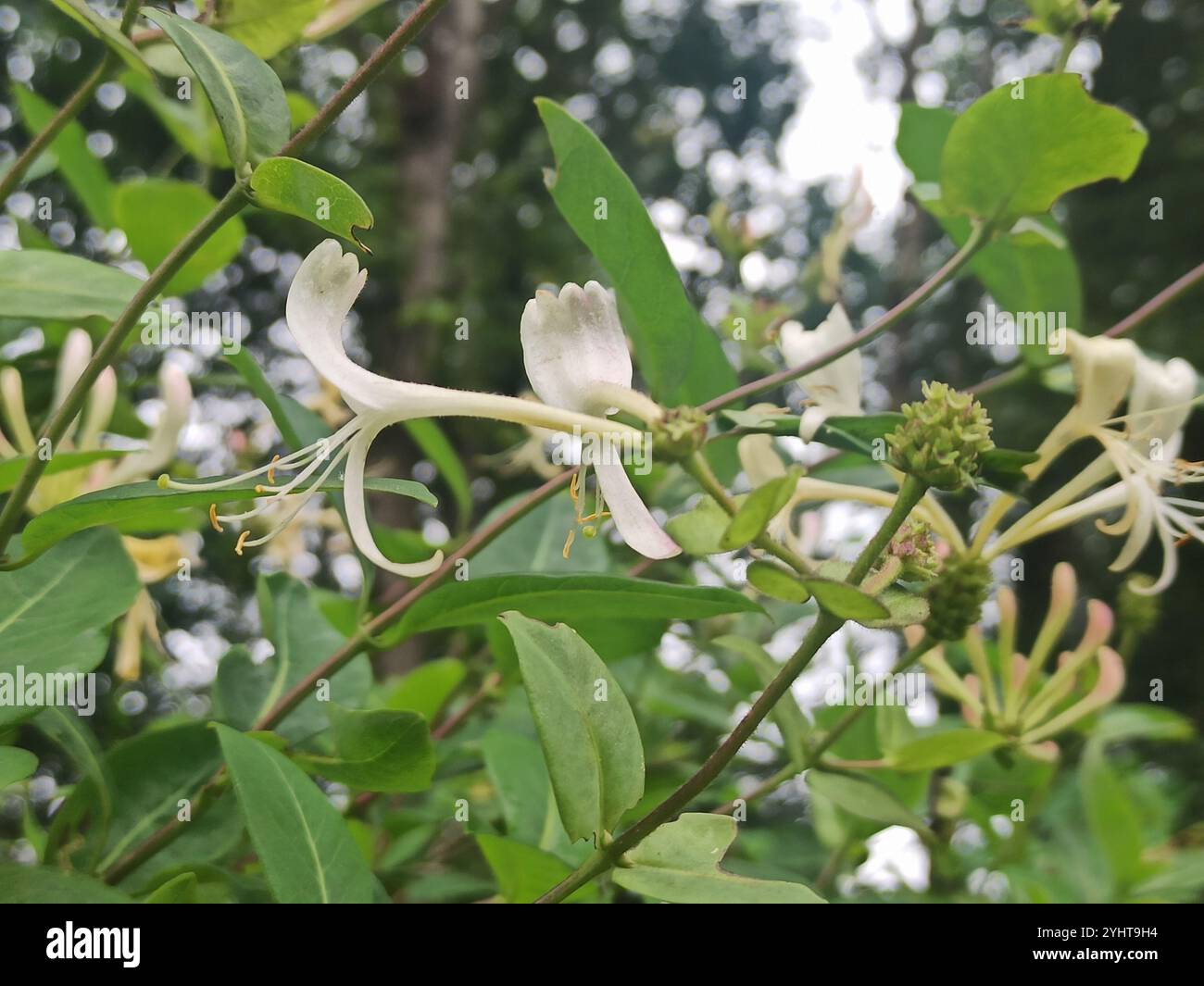 Common Honeysuckle (Lonicera periclymenum Stock Photo - Alamy