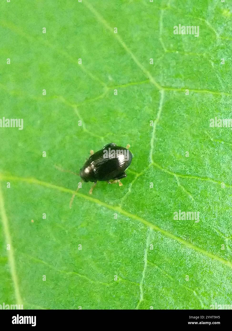 Flea Beetles (Alticini Stock Photo - Alamy