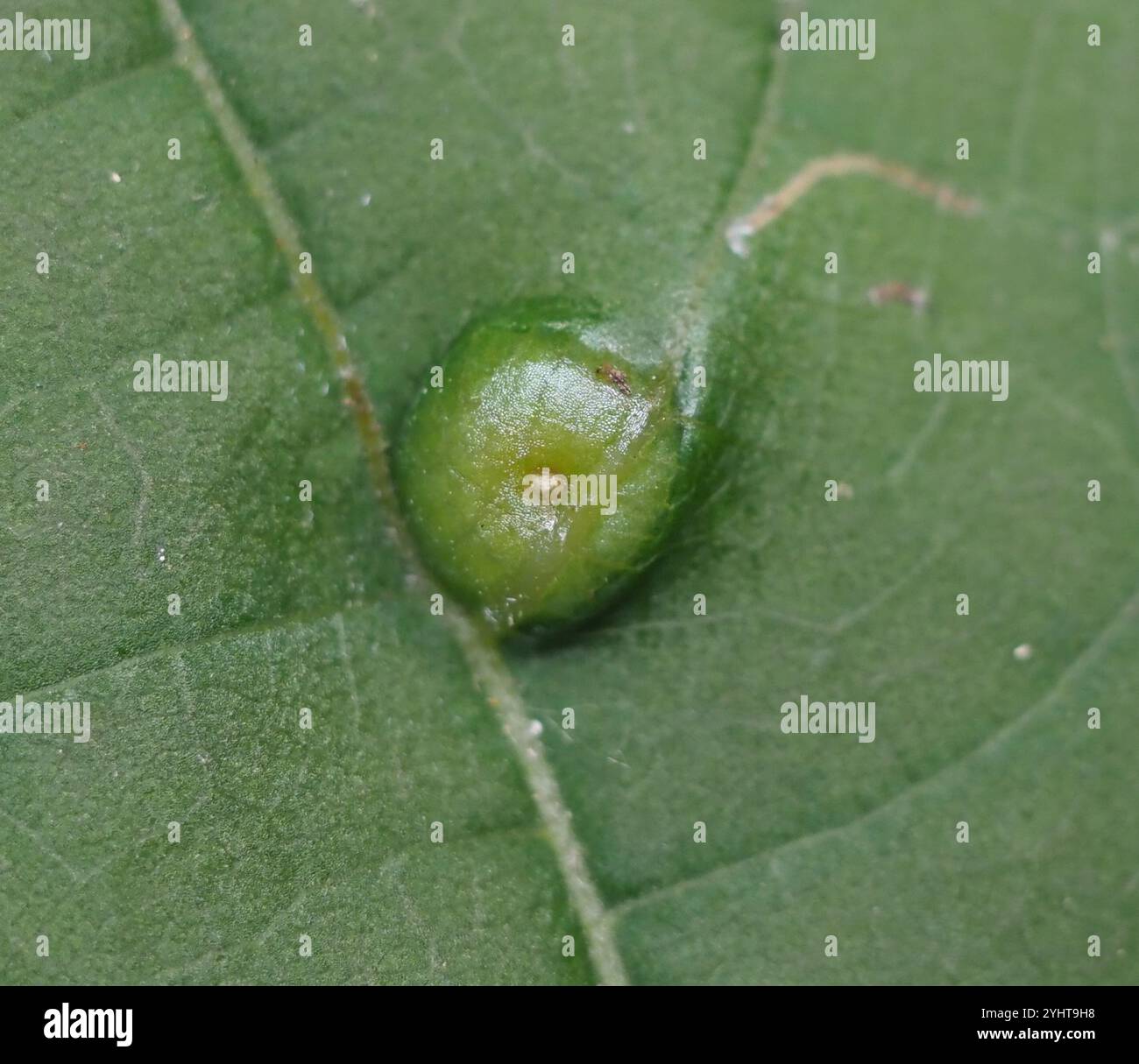 Grape Midge Galls (Vitisiella Stock Photo - Alamy