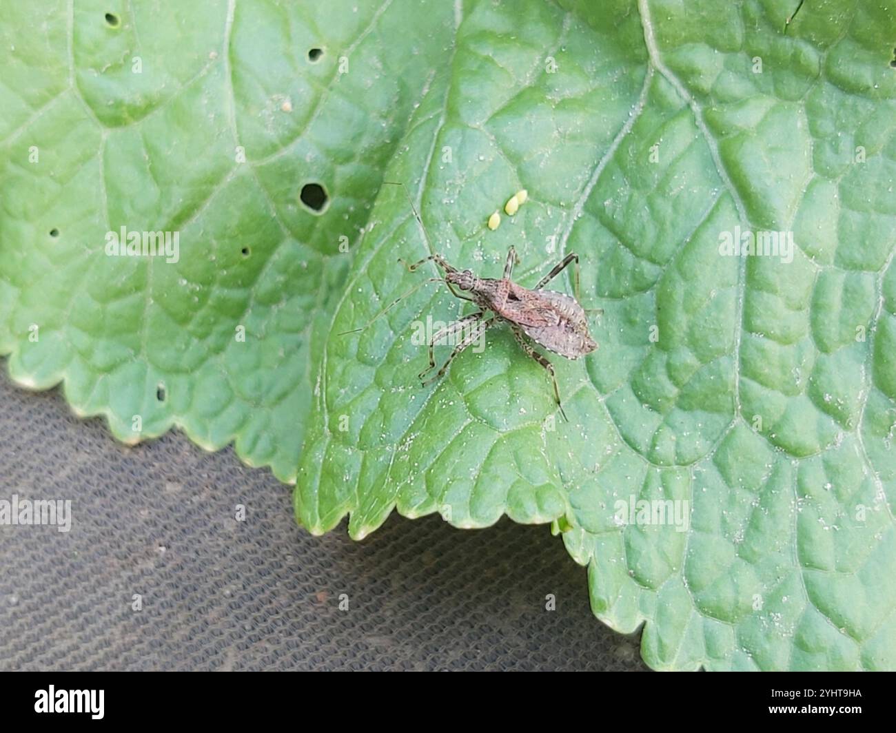 Tree Damsel Bug (Himacerus apterus Stock Photo - Alamy