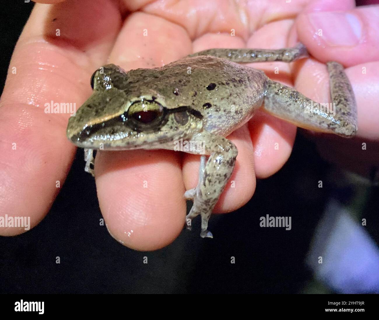 Craugastor raniformis hi-res stock photography and images - Alamy