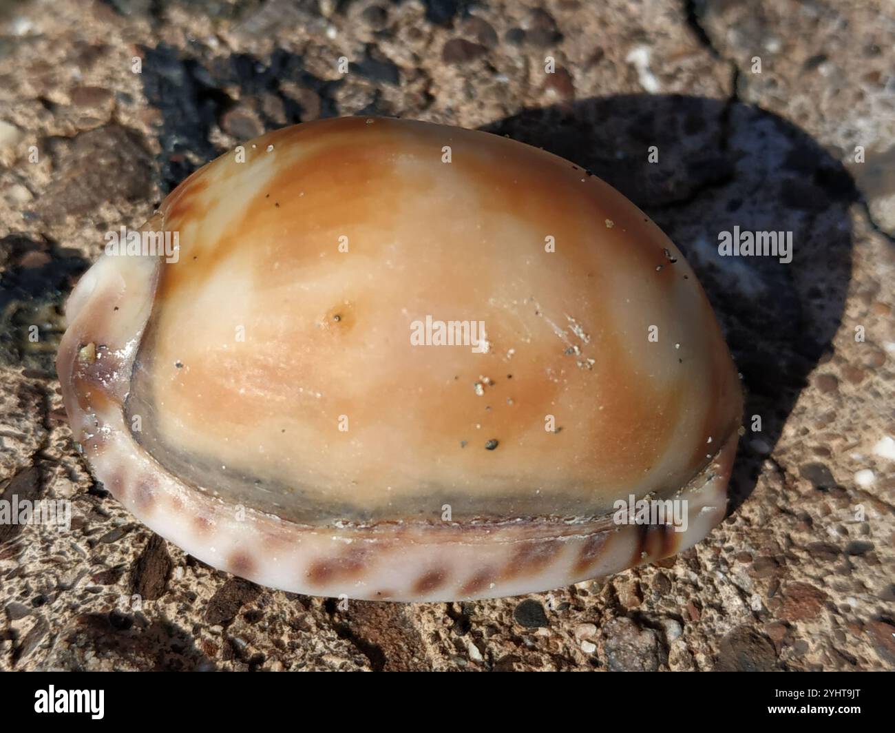 Mauritia arabica hi-res stock photography and images - Alamy