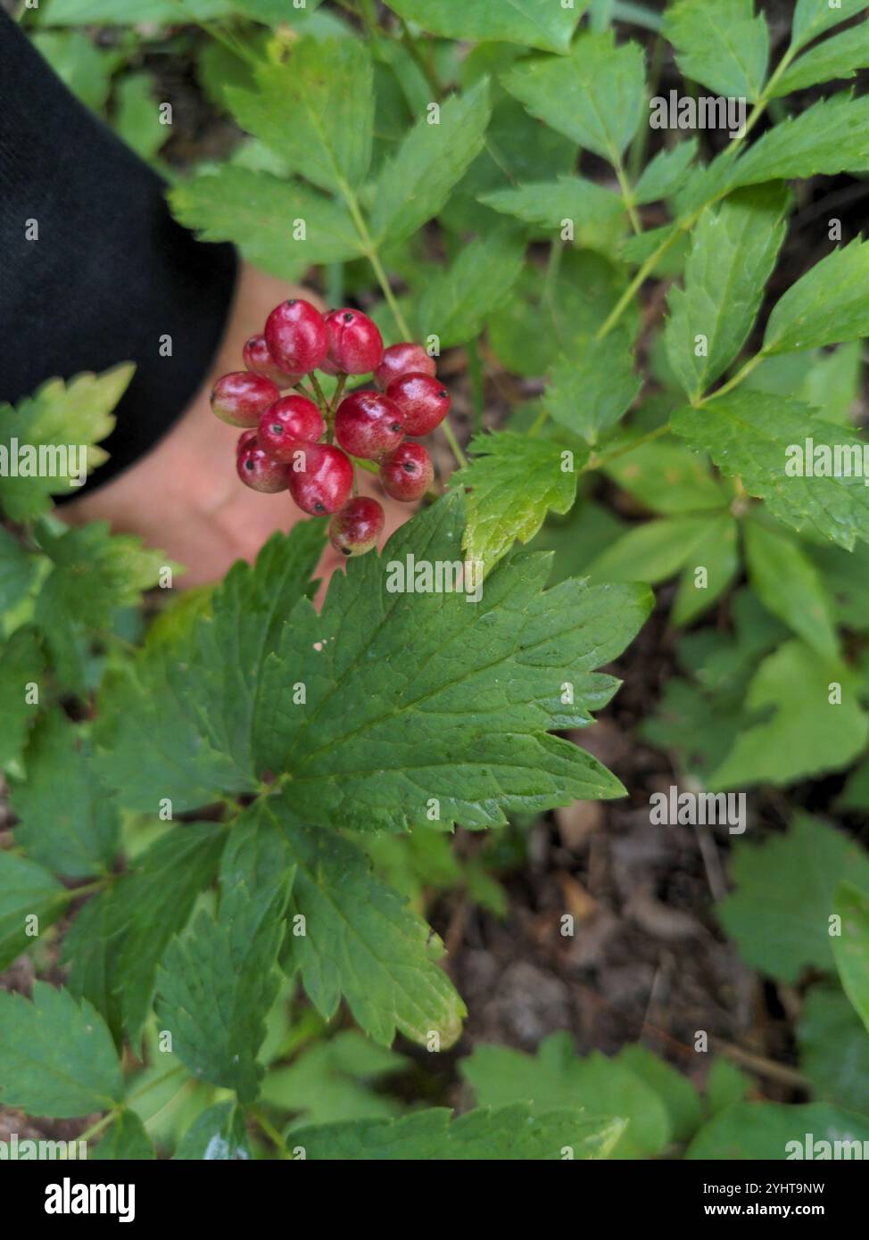 red baneberry (Actaea rubra Stock Photo - Alamy