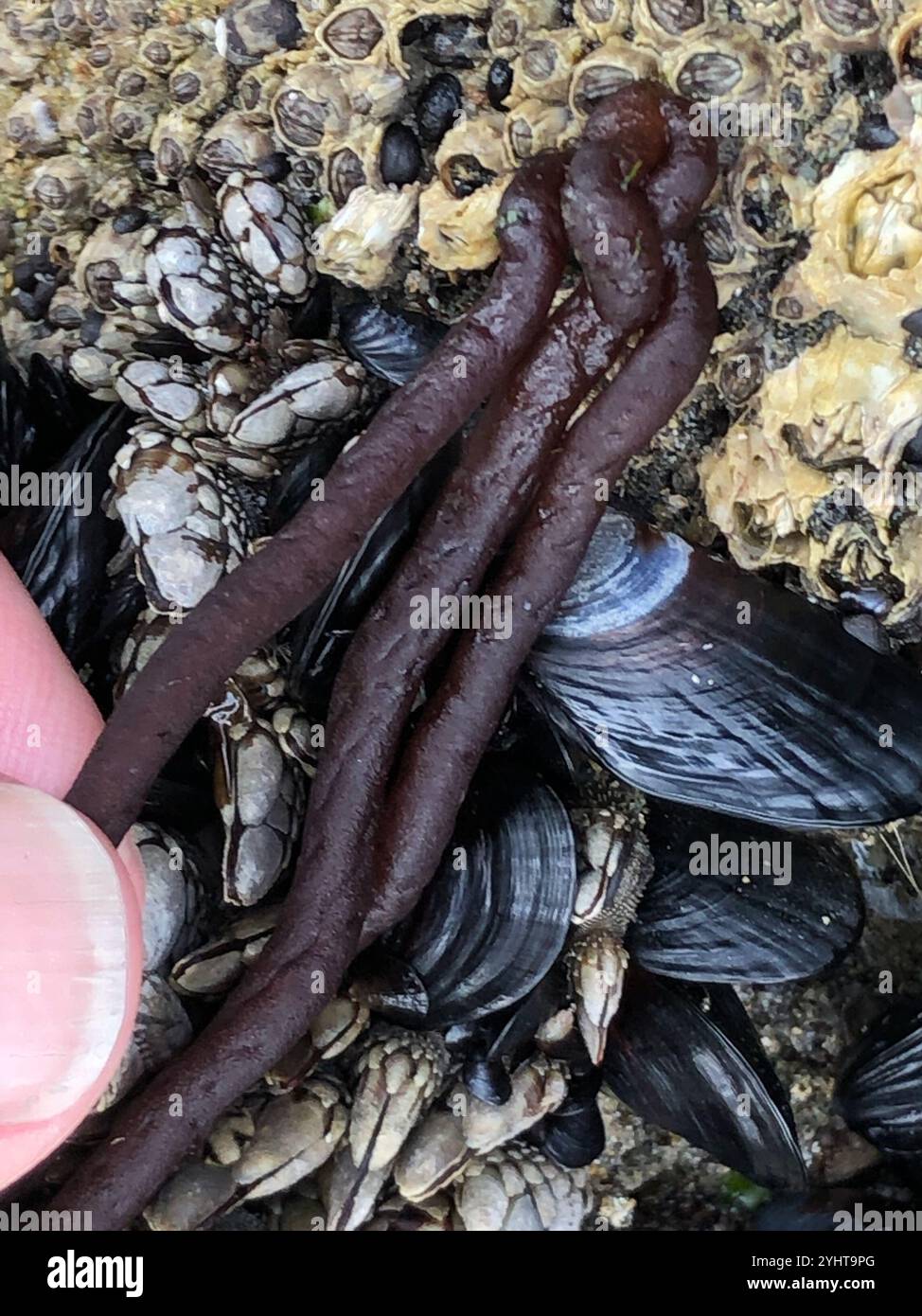 Sea Noodle (Nemalion elminthoides Stock Photo - Alamy