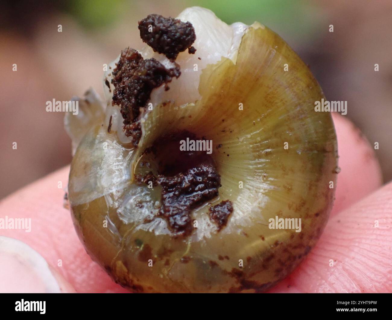 Common Land Snails and Slugs (Stylommatophora Stock Photo - Alamy