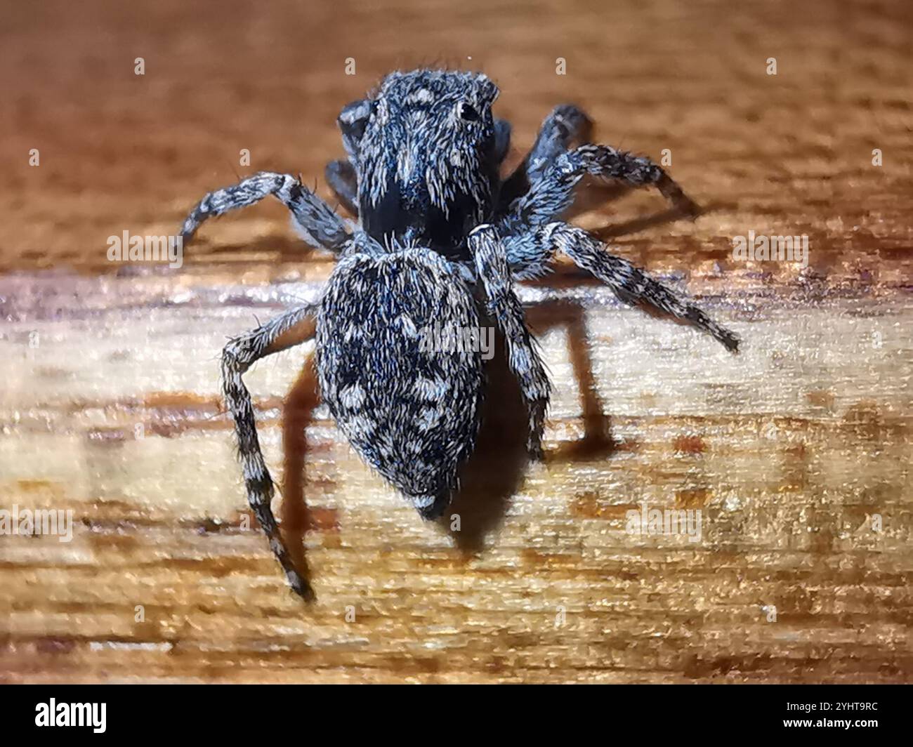 Attulus pubescens hi-res stock photography and images - Alamy