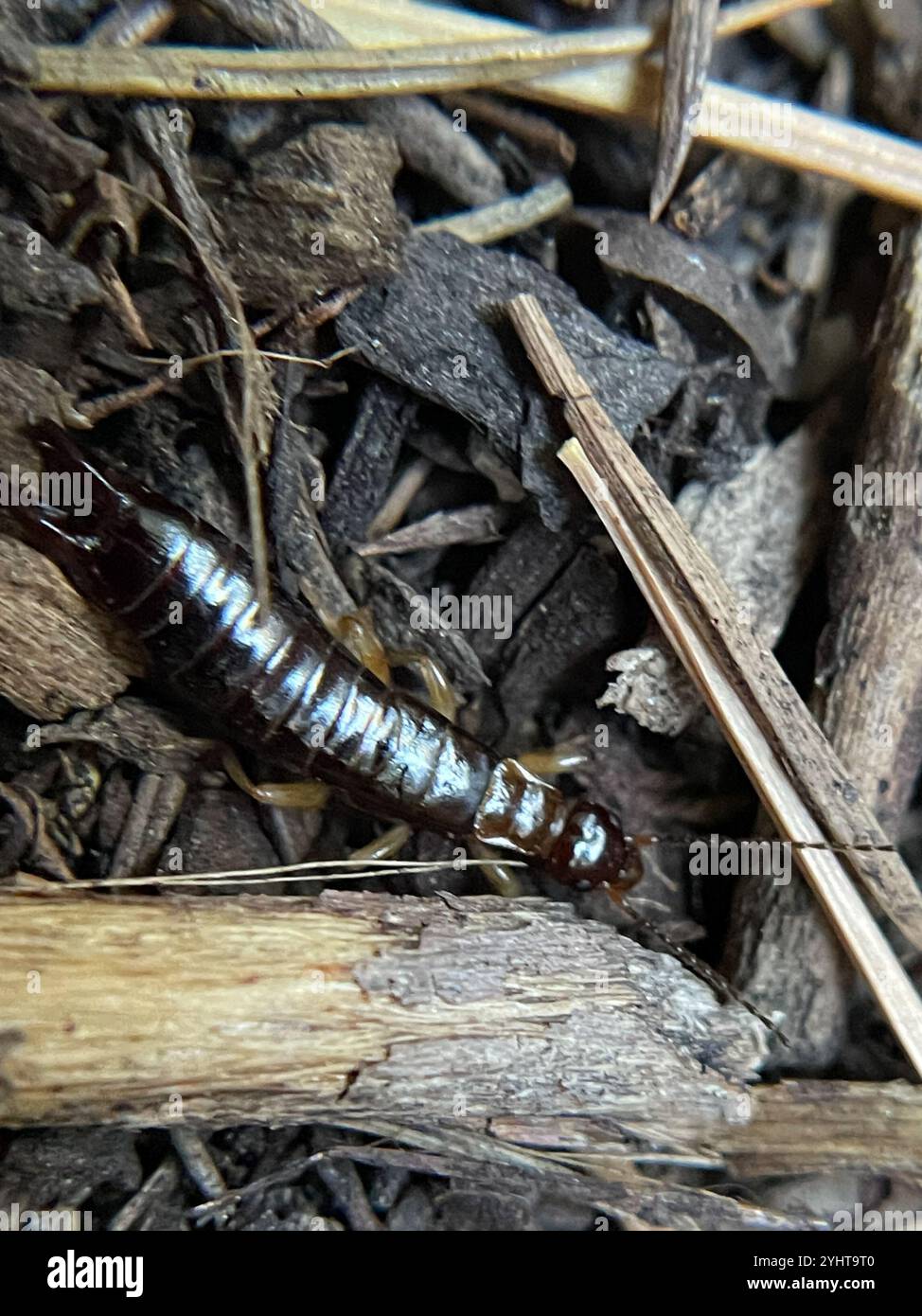Ring-legged Earwig (Euborellia annulipes Stock Photo - Alamy