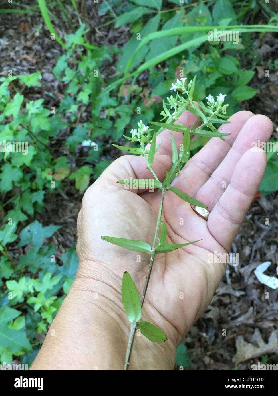 Long leaved houstonia hi-res stock photography and images - Alamy