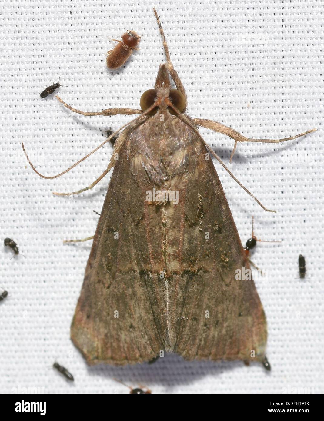 Green Cloverworm Moth (Hypena scabra Stock Photo - Alamy