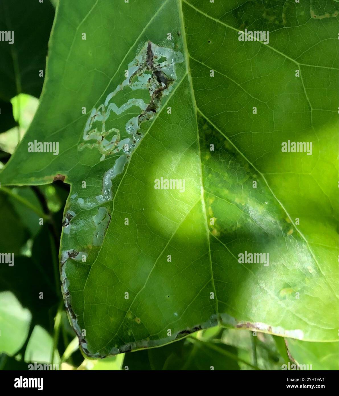 Tulip Tree Leaf Miner (Phyllocnistis liriodendronella Stock Photo - Alamy
