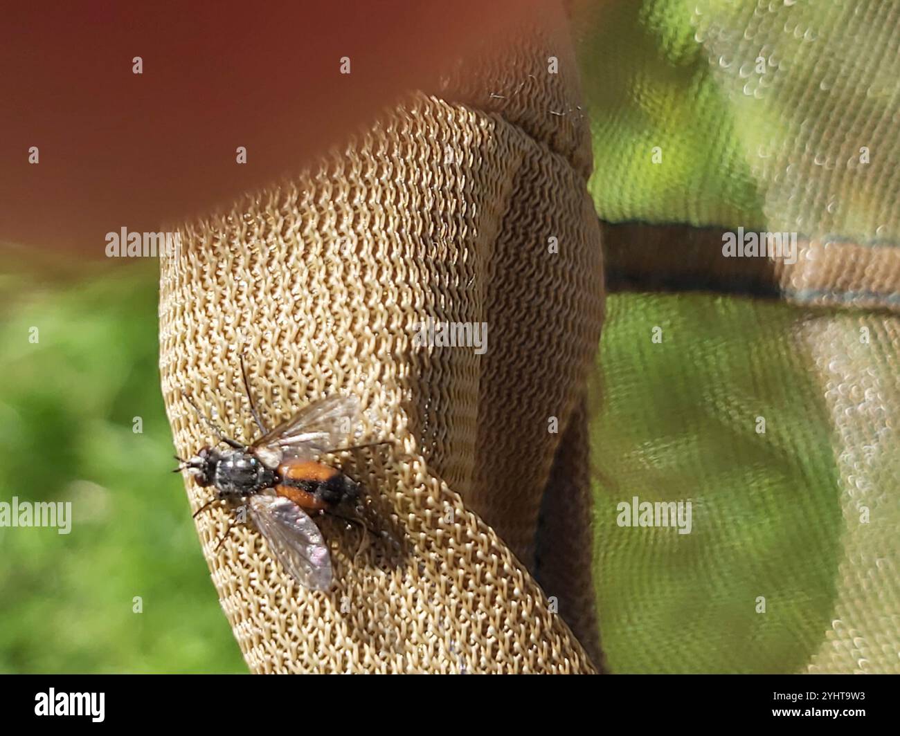Red Spotted Parasite Fly (Eriothrix rufomaculata Stock Photo - Alamy