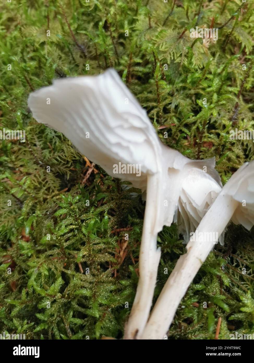 Fragrant Funnel (Clitocybe fragrans Stock Photo - Alamy