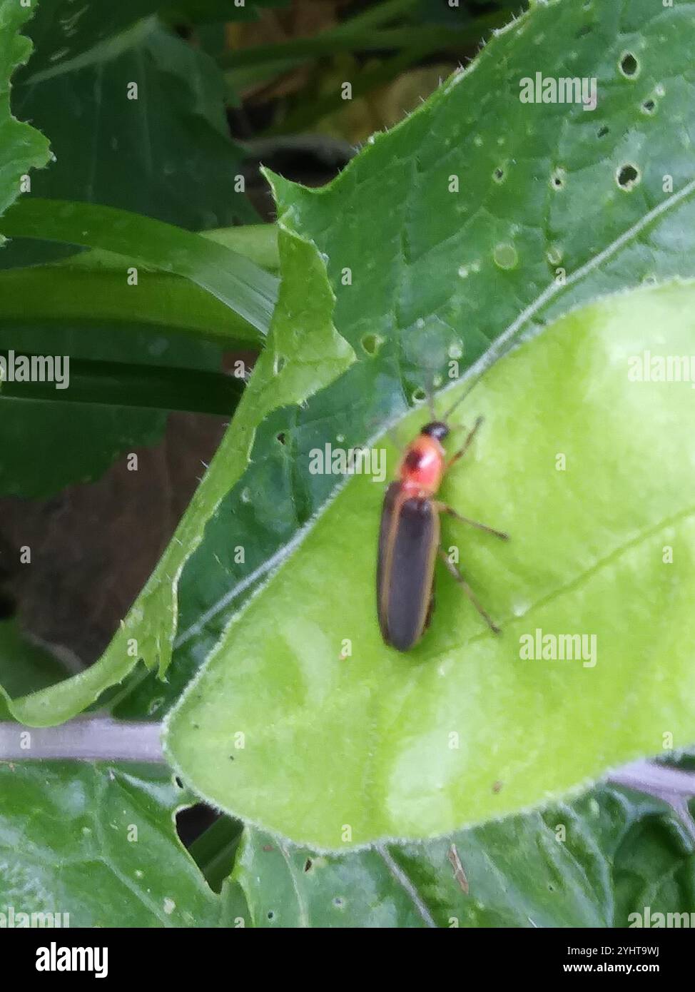 Common Eastern Firefly (Photinus pyralis Stock Photo - Alamy
