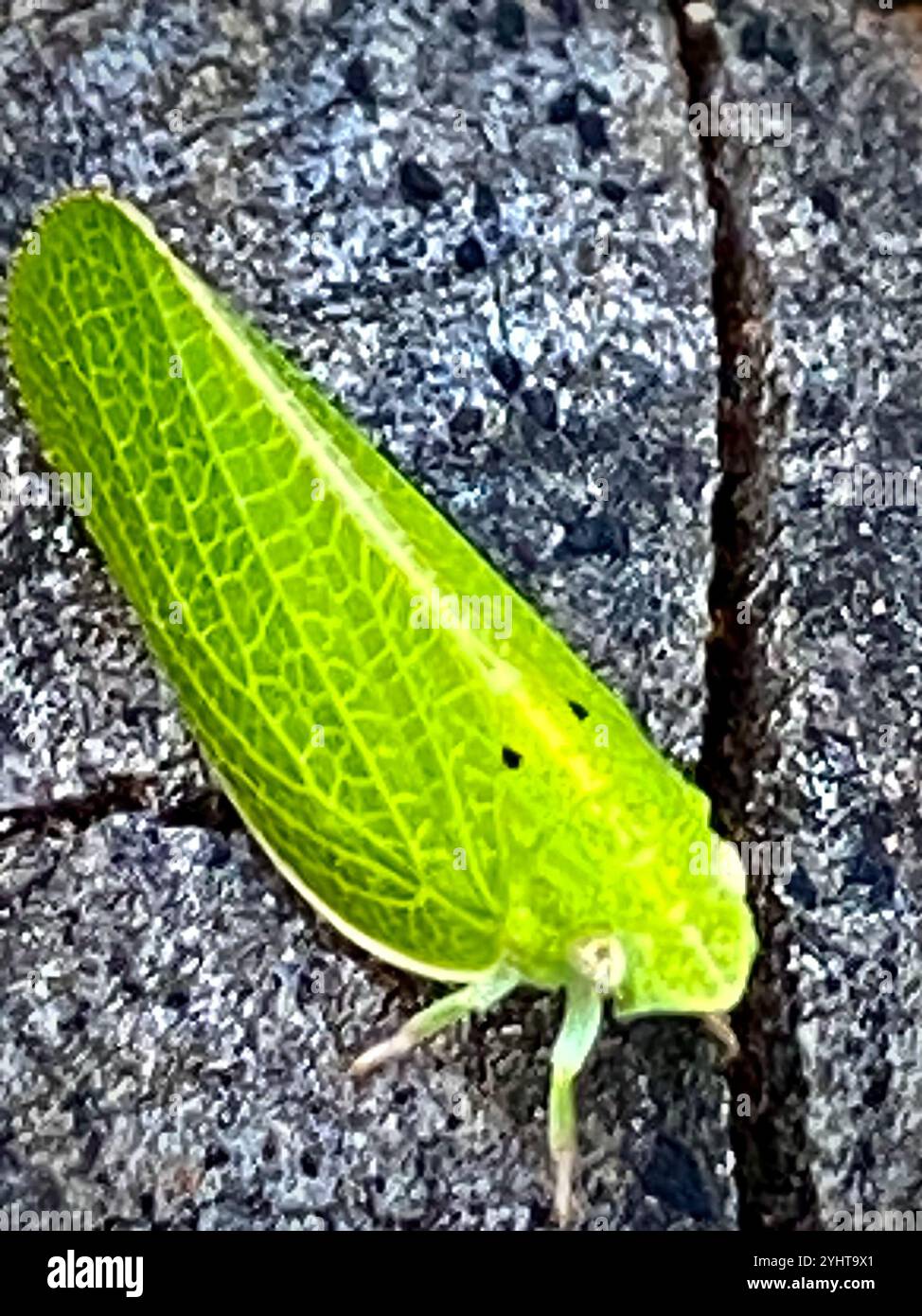Green Cone-headed Planthopper (Acanalonia conica Stock Photo - Alamy