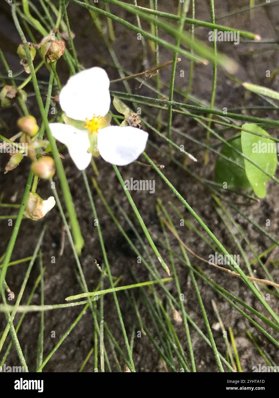 Sagittaria cuneata hi-res stock photography and images - Alamy