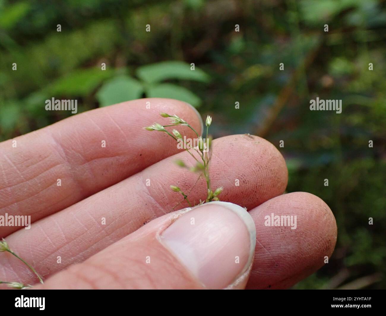 Small-flower Woodrush (Luzula parviflora Stock Photo - Alamy