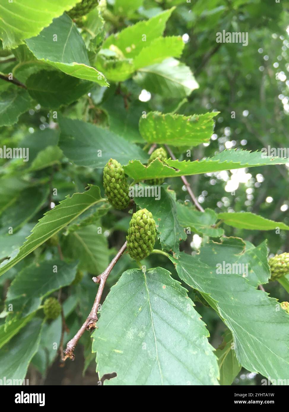 sweet birch (Betula lenta Stock Photo - Alamy