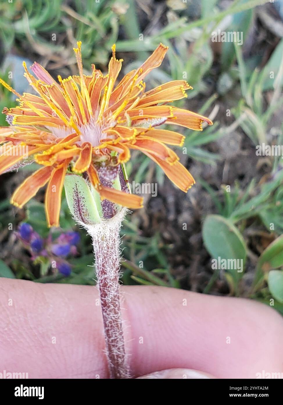 orange agoseris (Agoseris aurantiaca Stock Photo - Alamy