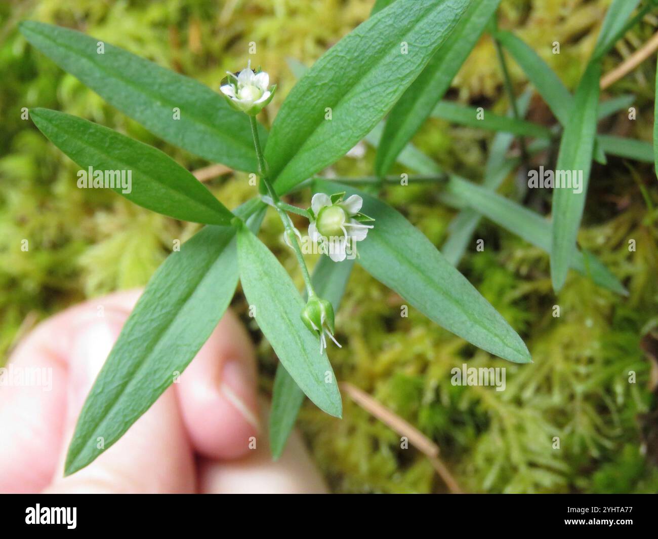 Largeleaf Sandwort (Moehringia macrophylla Stock Photo - Alamy