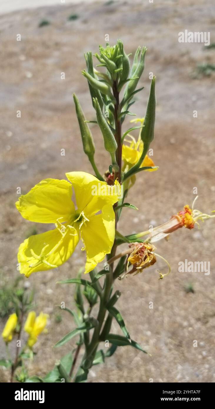 tall evening primrose (Oenothera elata Stock Photo - Alamy